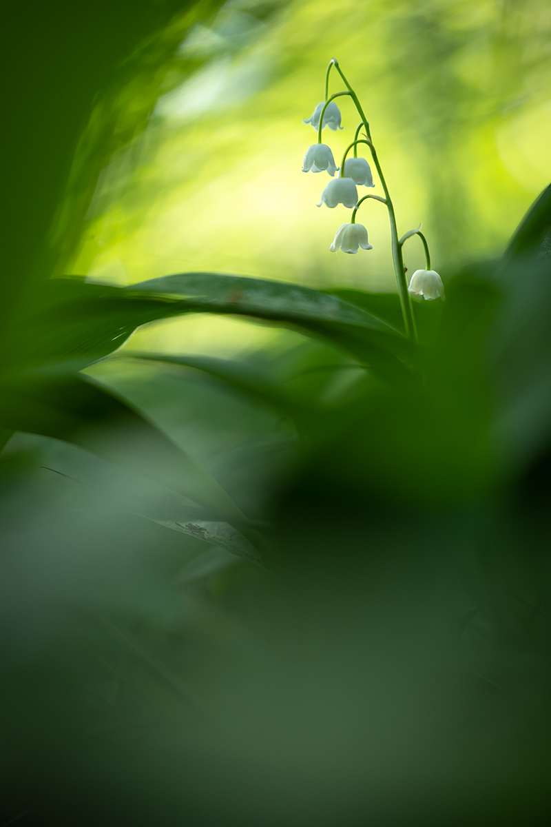 Macrophotography – creative portraits of small things - Datacolor Spyder
