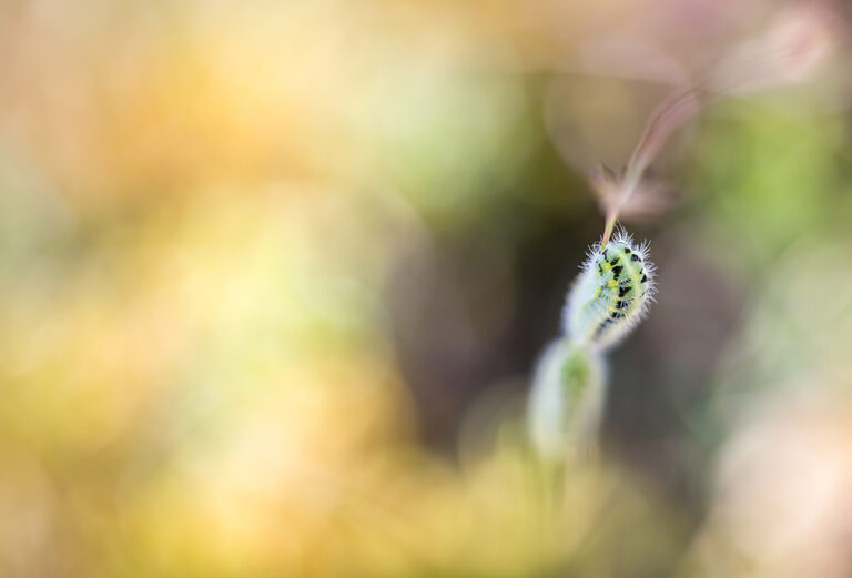 Macrophotography – creative portraits of small things - Datacolor Spyder