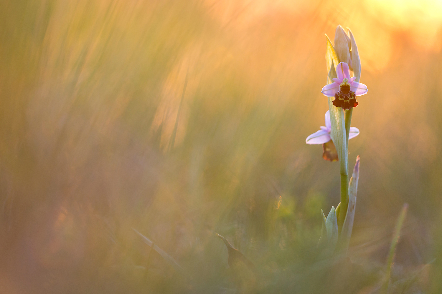 Macrophotography – creative portraits of small things - Datacolor Spyder