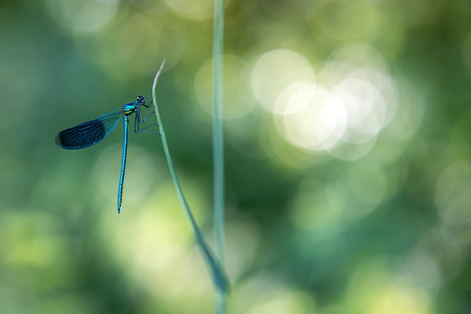 Macrophotography – creative portraits of small things - Datacolor Spyder