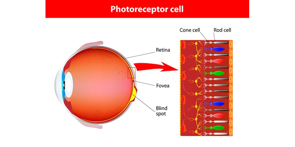 The Role of Rods and Cones in Color Perception | Datacolor